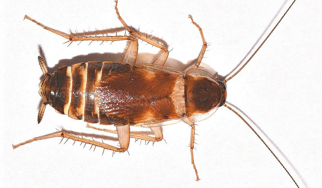 Cockroaches - Lakewood Exterminating