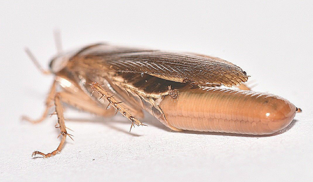 Cockroaches - Lakewood Exterminating