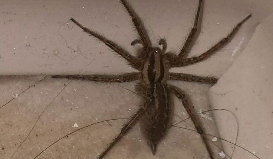 Spiders - Lakewood Exterminating
