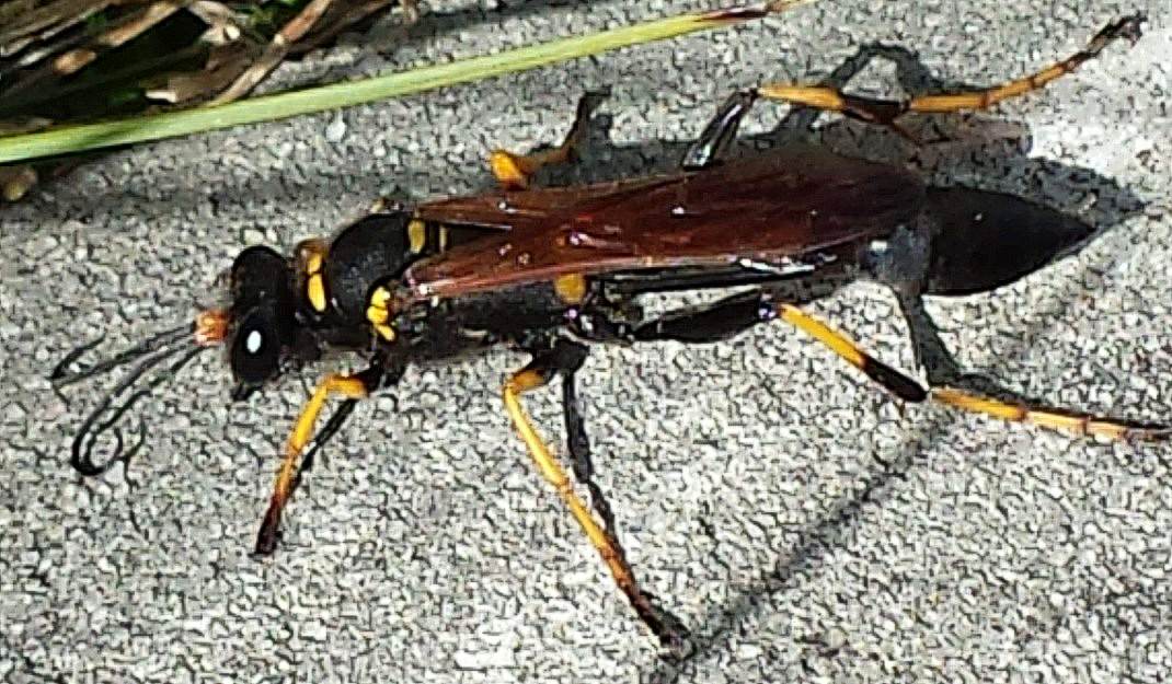 Stinging Insects - Lakewood Exterminating