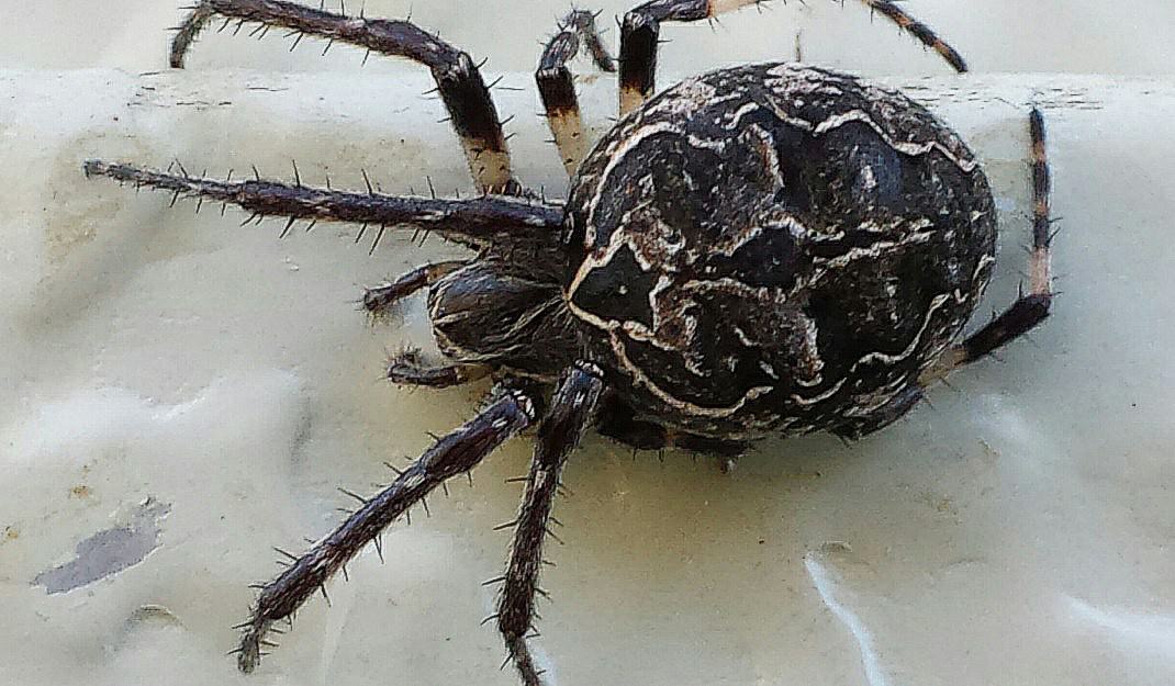 Spiders - Lakewood Exterminating