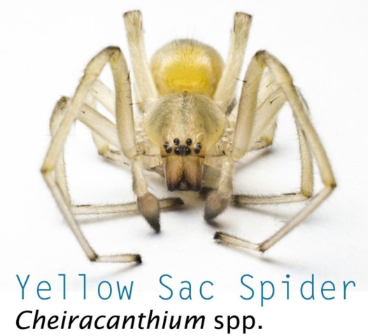 Spiders - Lakewood Exterminating