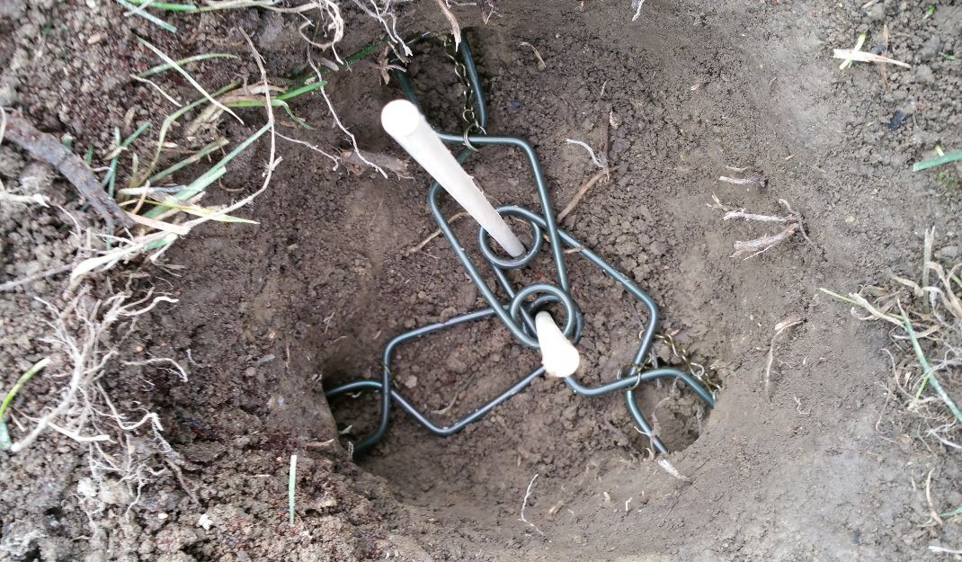 Moles - Lakewood Exterminating