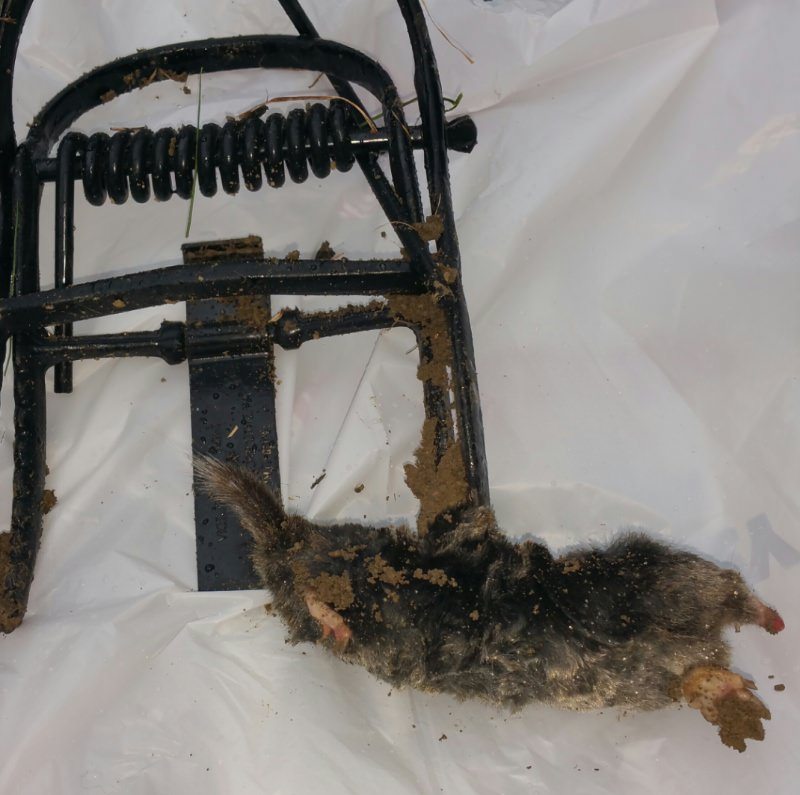 Moles - Lakewood Exterminating