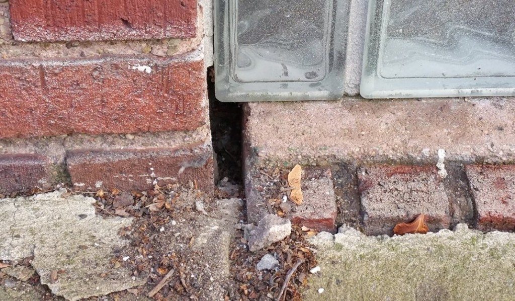 How To Mouse Proof Your Home - Lakewood Exterminating