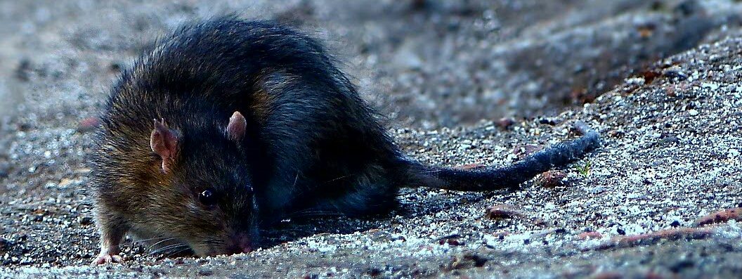 How To Terminate Sewer Rats In Lakewood OH | Rat Control