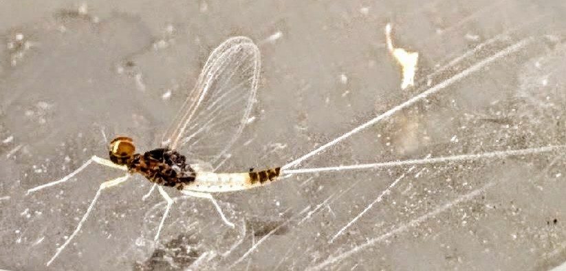 Mayflies - Lakewood Exterminating
