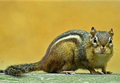 Chipmunks in Ohio: Facts & Information - Lakewood Exterminating