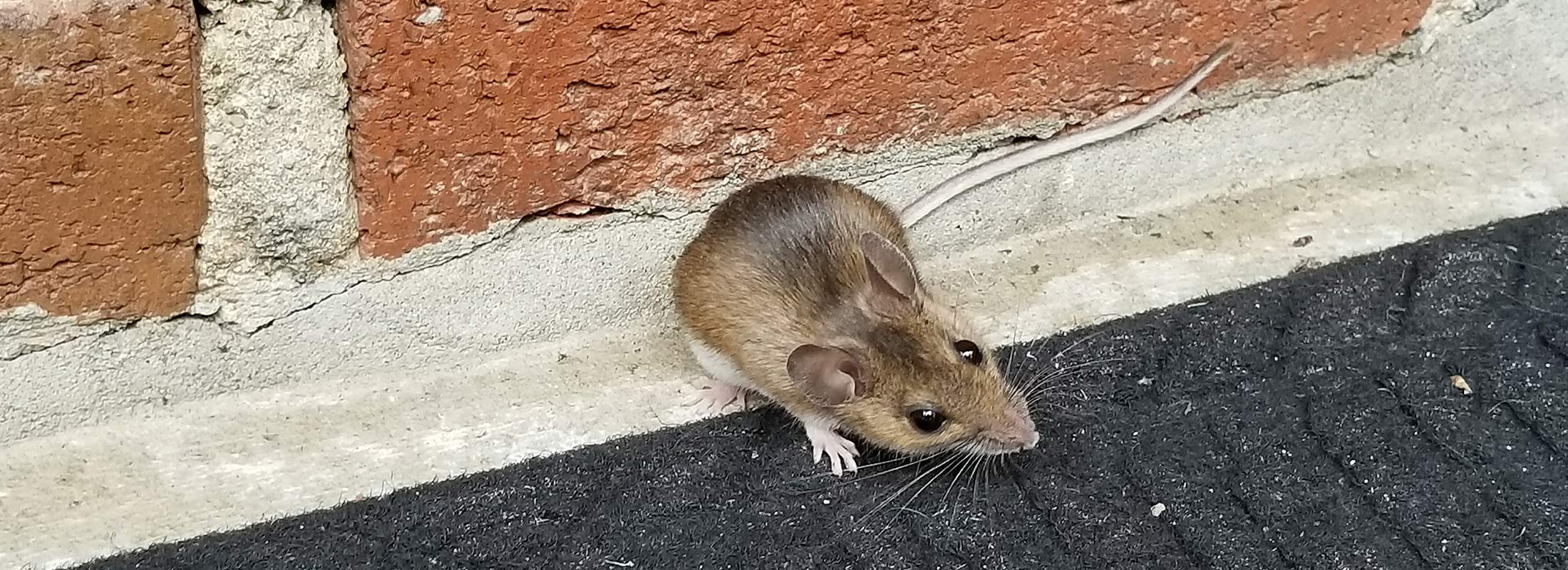 Cleveland Pest Control Services - Lakewood Exterminating